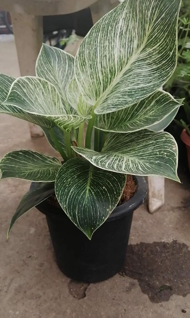 Philodendron Birkin plant, Furniture & Home Living, Gardening, Plants ...