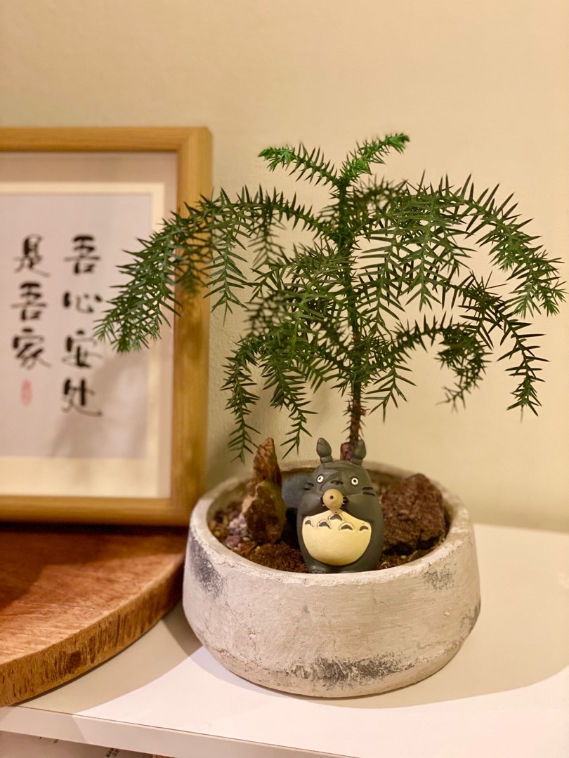 Pine Tree Bonsai with Totoro, Furniture & Home Living, Gardening ...