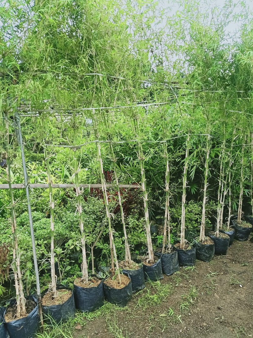 pole bamboo, Furniture & Home Living, Gardening, Plants & Seeds on ...