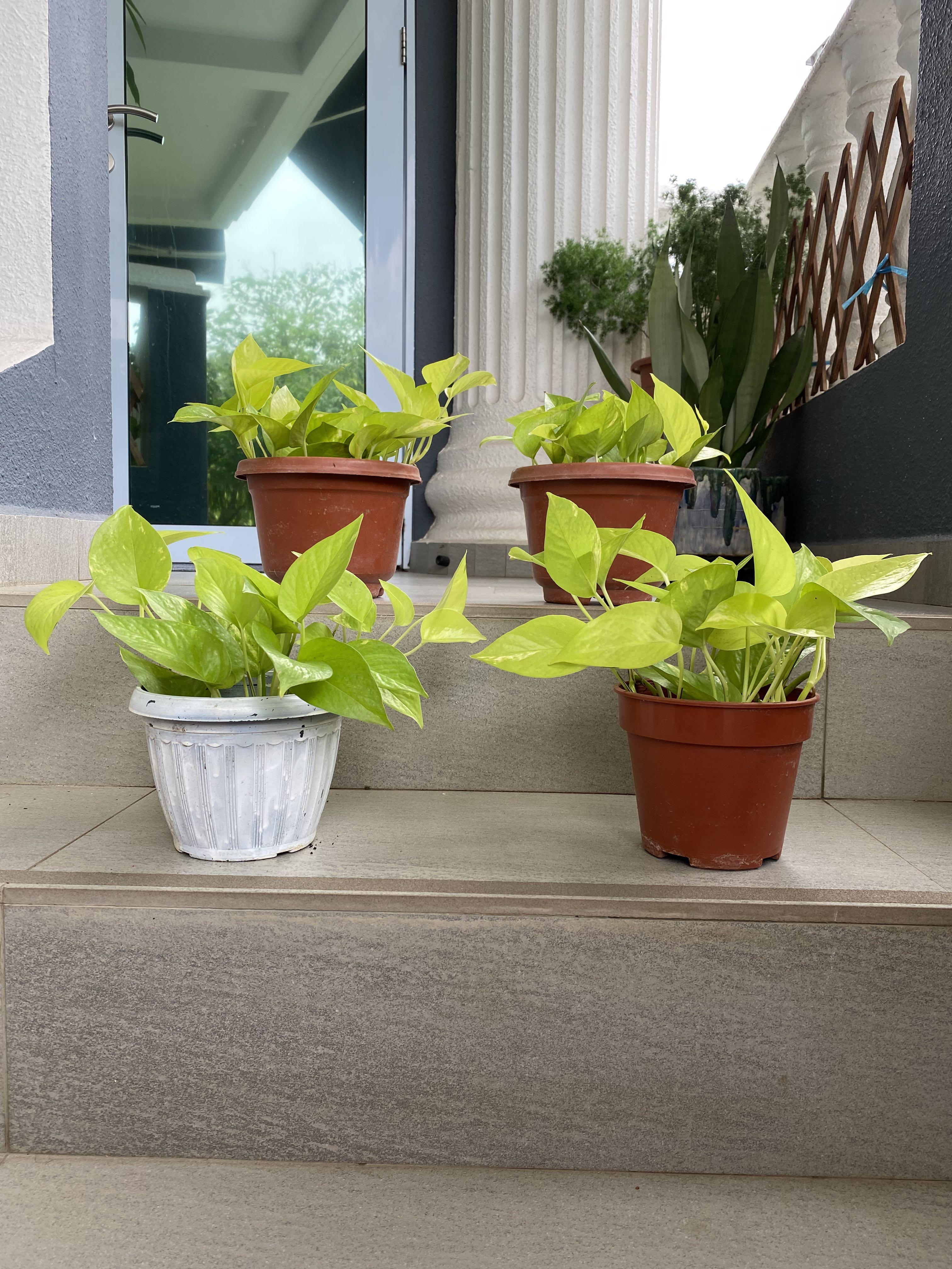 Pothos (Neon) / Monstera Adansonii (Swiss Cheese Plant), Furniture ...