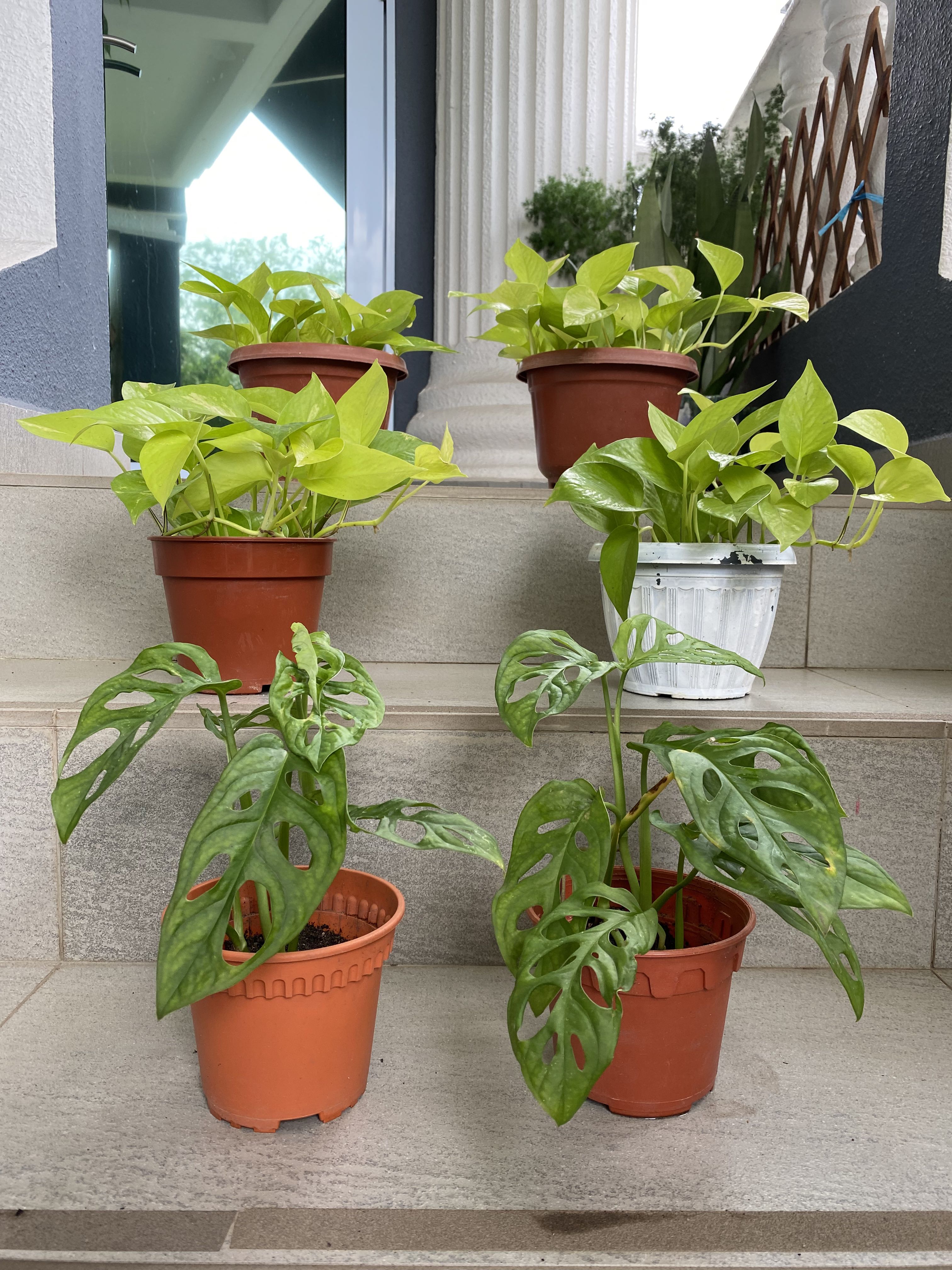 Swiss Cheese Plant Pothos at Alison Mclemore blog
