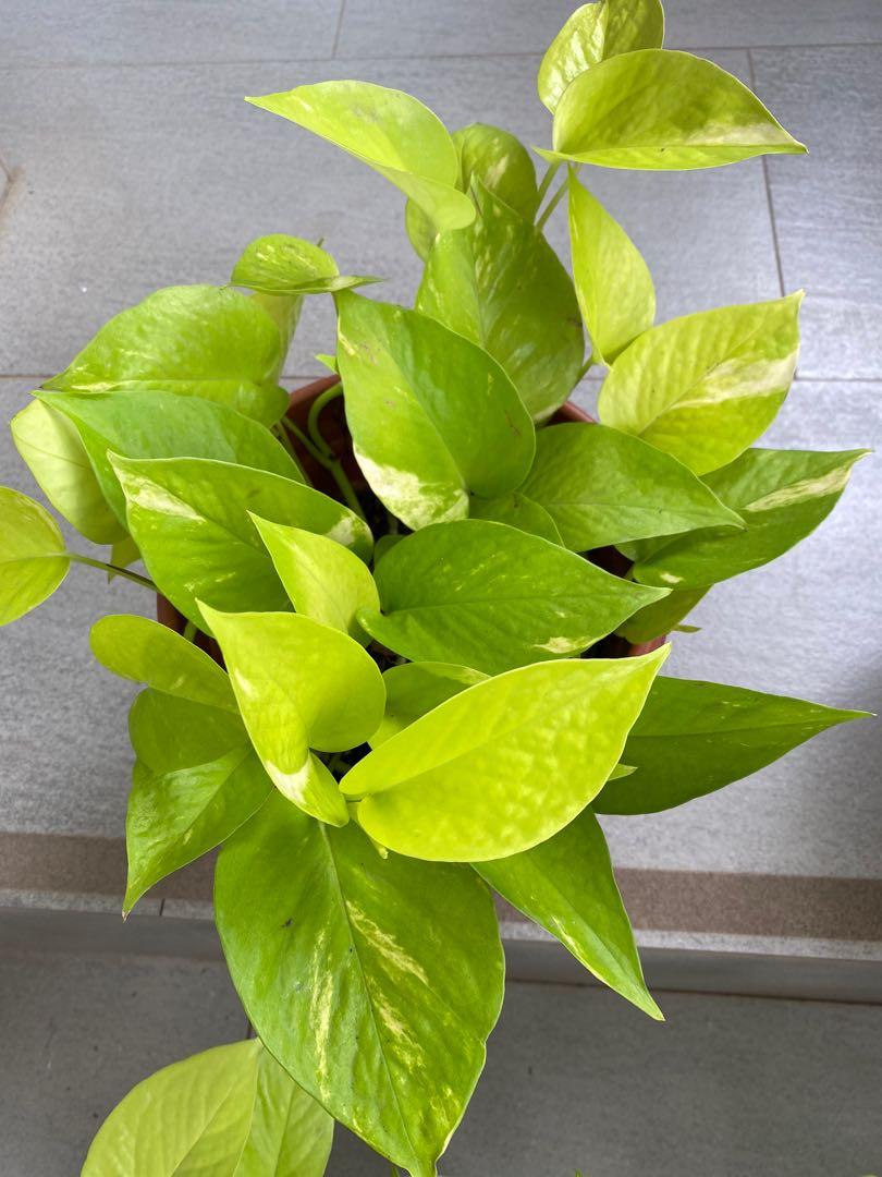 Pothos (Neon) / Monstera Adansonii (Swiss Cheese Plant), Furniture ...