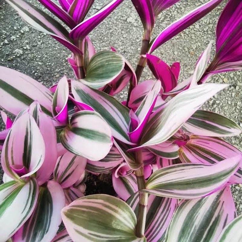 tradescantia Nanouk, Furniture & Home Living, Gardening, Plants & Seeds ...