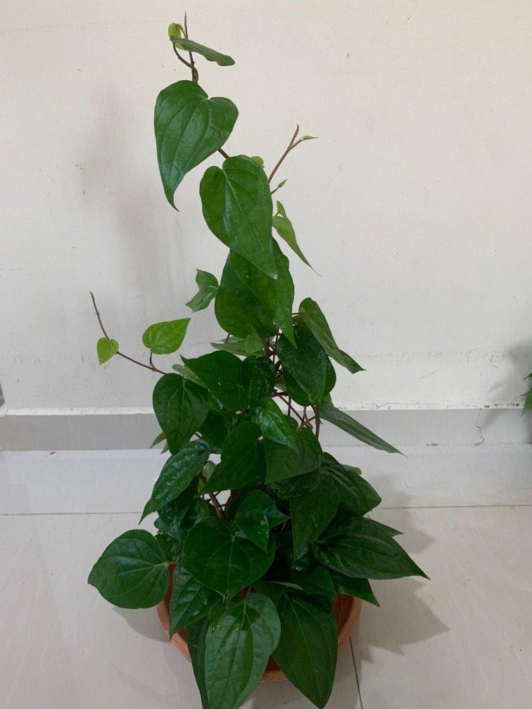60 cm - Huge & Healthy Betal Leaves plant! Easy to care! Herbal Plant ...