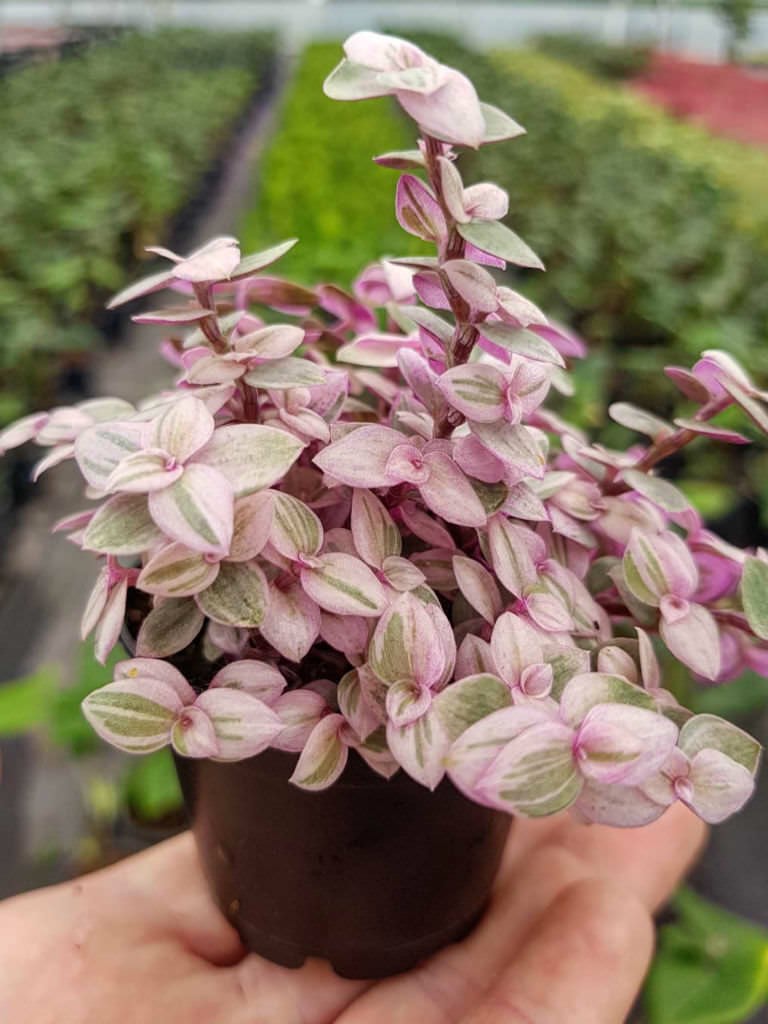Callisia Repens, Furniture & Home Living, Gardening, Plants & Seeds on ...