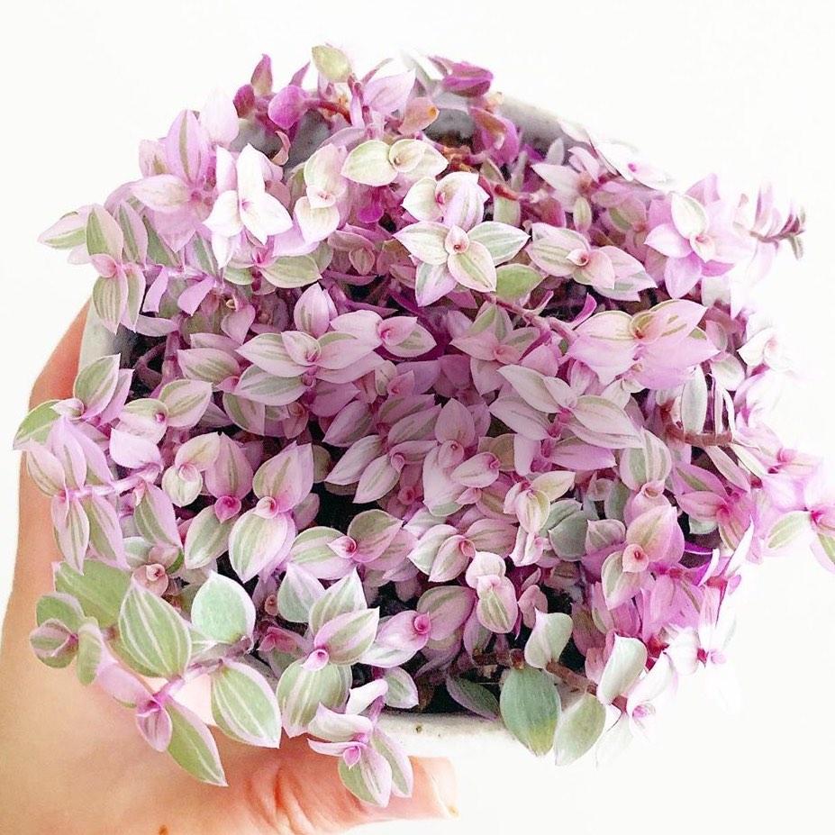 Callisia Repens, Furniture & Home Living, Gardening, Plants & Seeds on ...