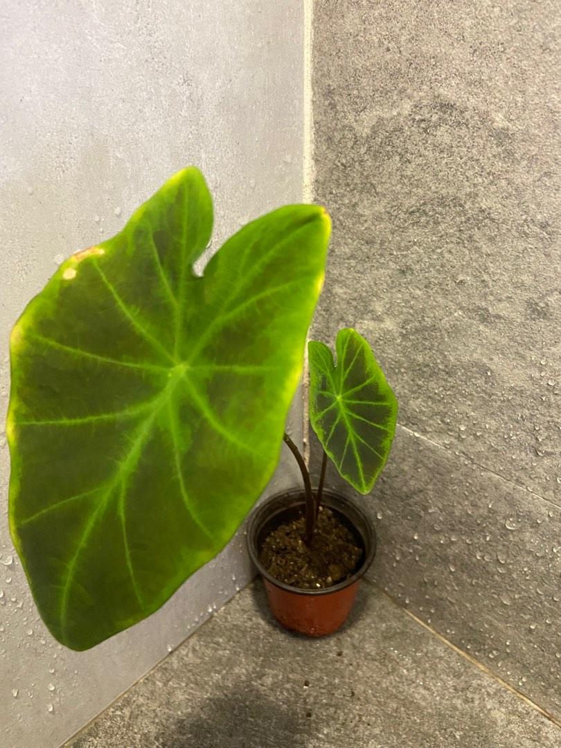 Colocasia Illustris, Furniture & Home Living, Gardening, Plants & Seeds ...
