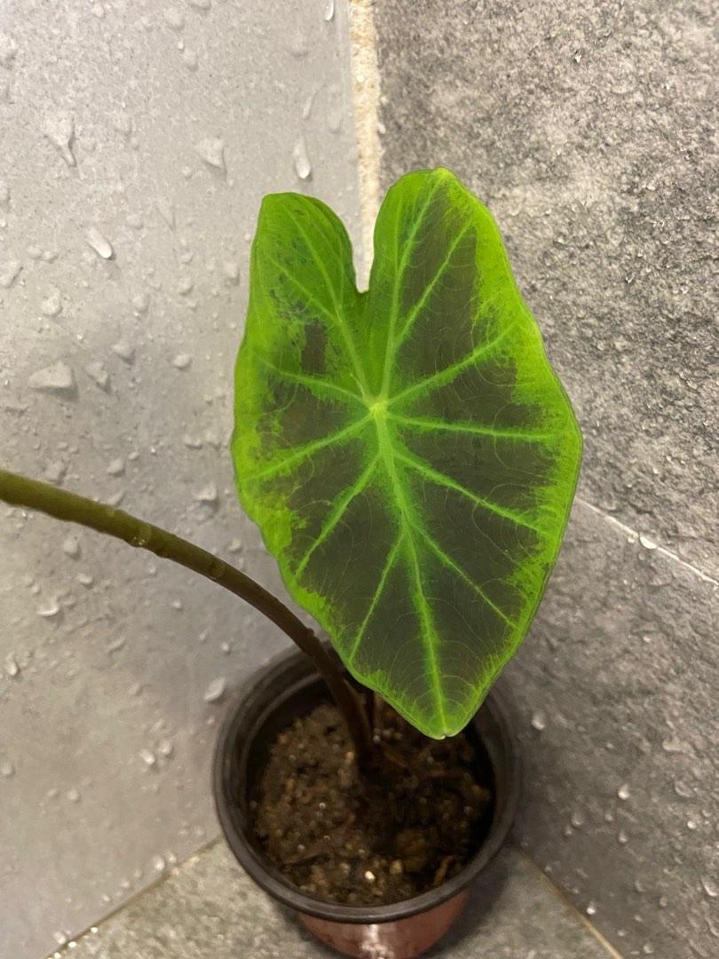 Colocasia Illustris, Furniture & Home Living, Gardening, Plants & Seeds ...