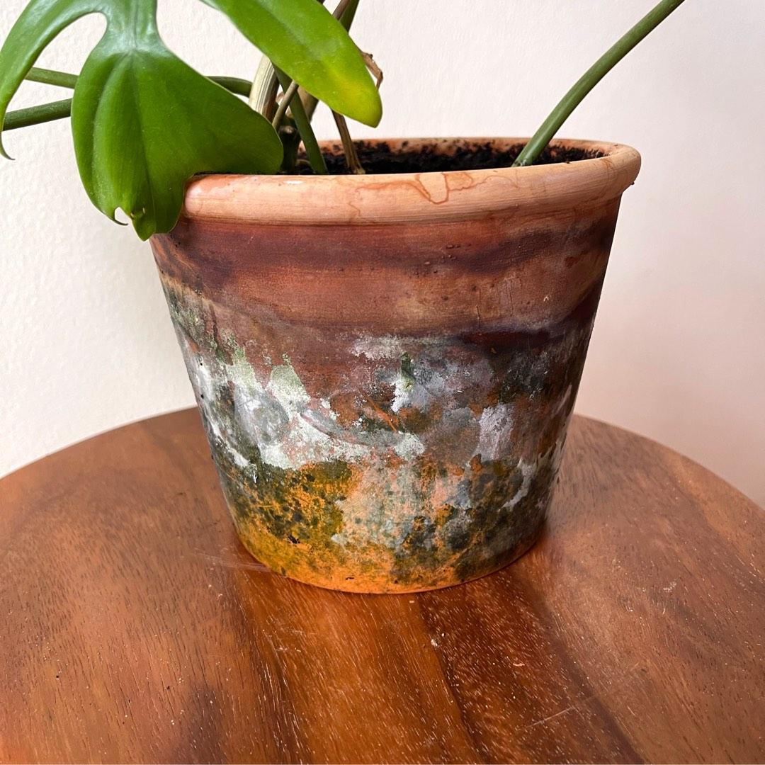 Philodendron Mayoi in a beautiful aged terracotta pot, Furniture & Home ...