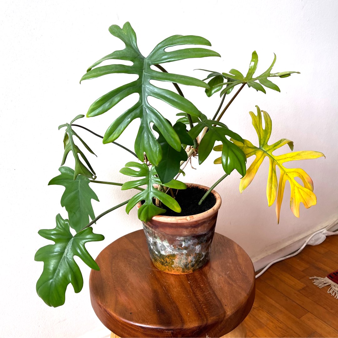 Philodendron Mayoi in a beautiful aged terracotta pot, Furniture & Home ...