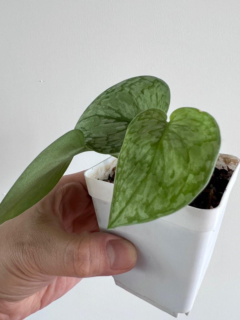 Scindapsus sp. ‘silver cloud’, Furniture & Home Living, Gardening ...
