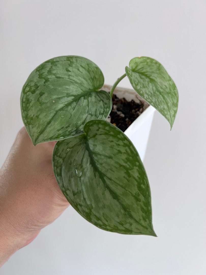 Scindapsus sp. ‘silver cloud’, Furniture & Home Living, Gardening ...