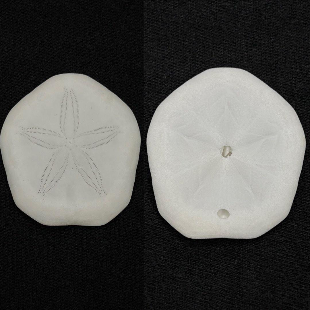 Sea Urchin Depressed Sand Dollar, Hobbies & Toys, Memorabilia ...