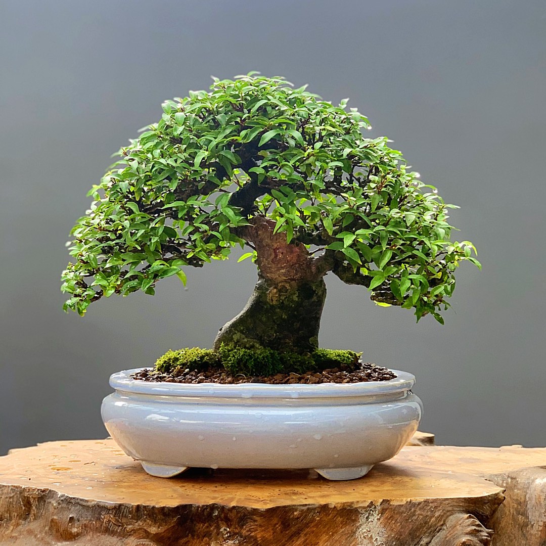 Small Leaf Shui Mei Bonsai, Furniture & Home Living, Gardening, Plants ...