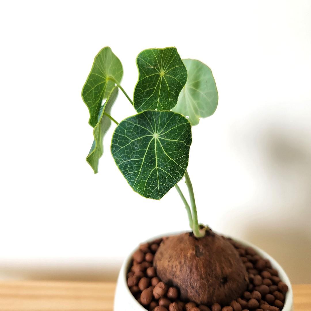 Stephania erecta, Furniture & Home Living, Gardening, Plants & Seeds on ...