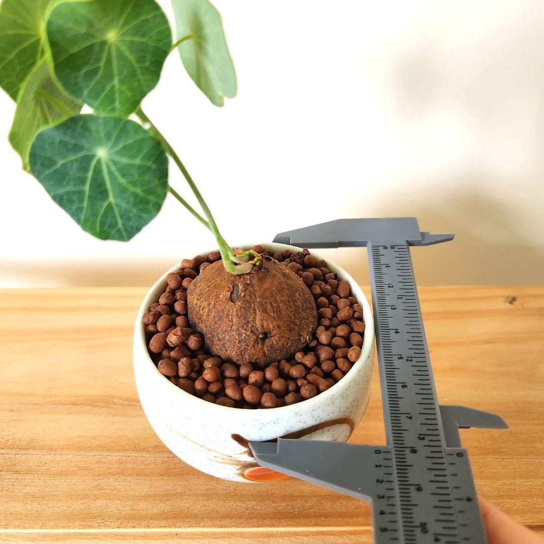 Stephania erecta, Furniture & Home Living, Gardening, Plants & Seeds on ...