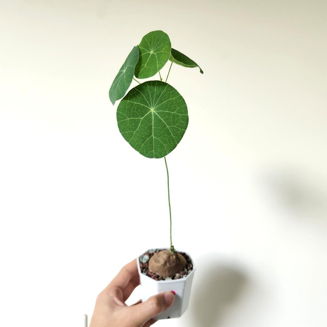 Stephania erecta, Furniture & Home Living, Gardening, Plants & Seeds on ...