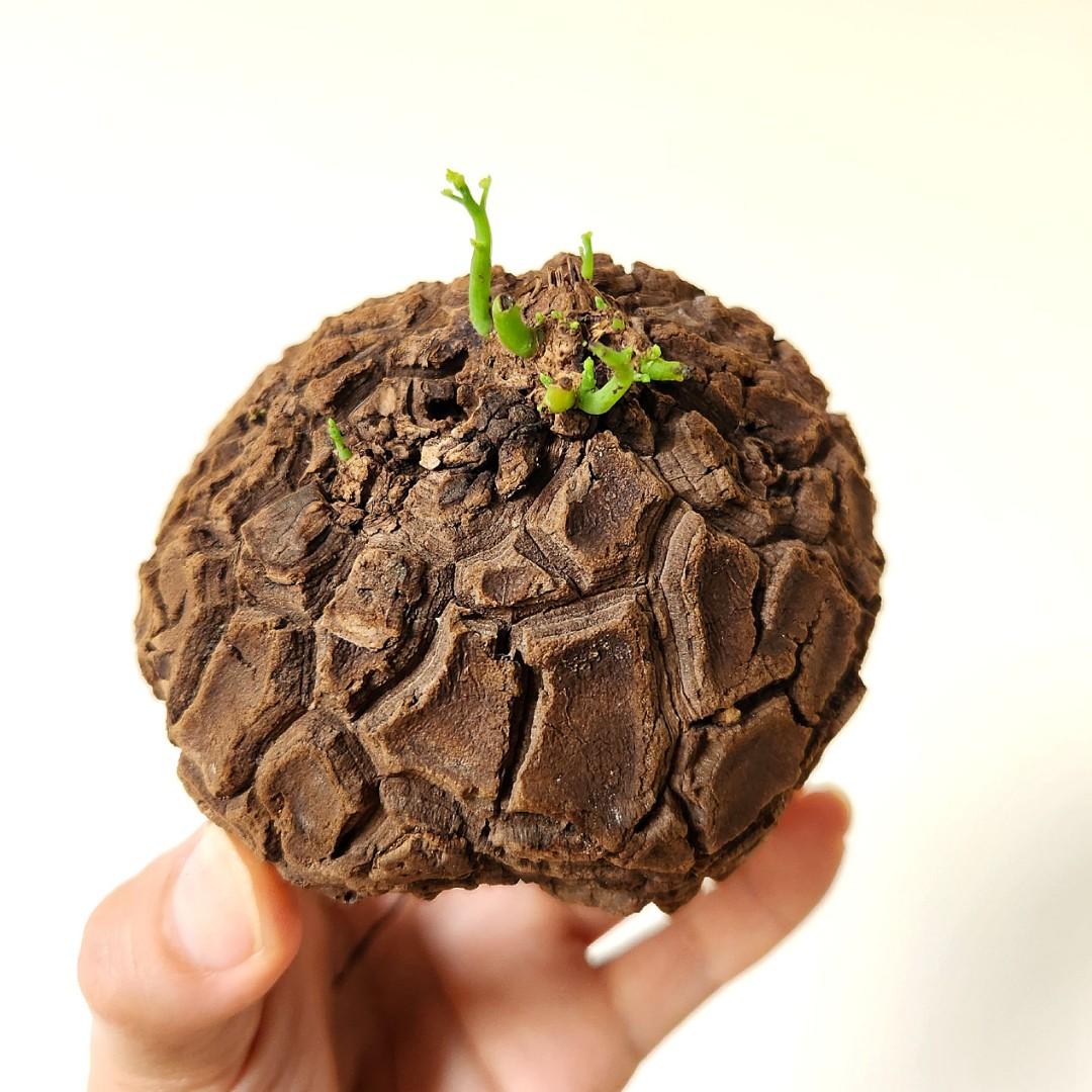 Stephania suberosa, Furniture & Home Living, Gardening, Plants & Seeds ...