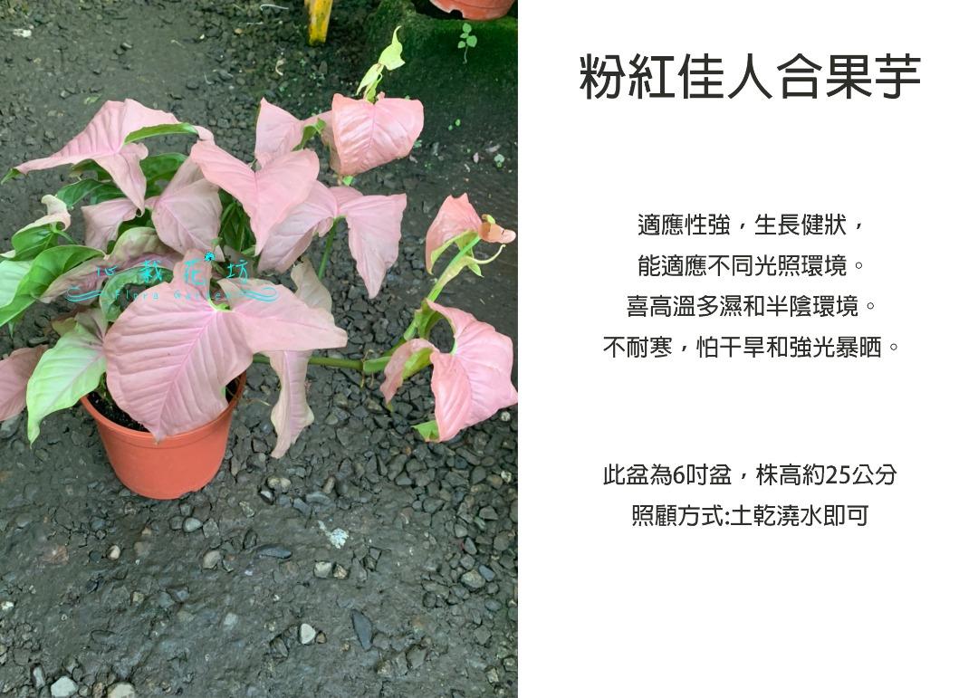 心栽花坊-粉紅佳人合果竽/合果芋/5吋/綠化植物/室內植物/觀葉植物/售價180特價150, 家具及居家用品, 園藝, 植物及種子在旋轉拍賣