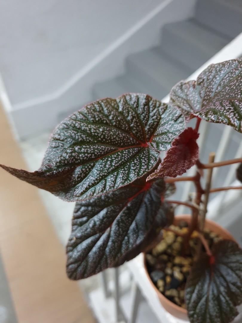 Begonia u062 small size, Furniture & Home Living, Gardening, Plants ...