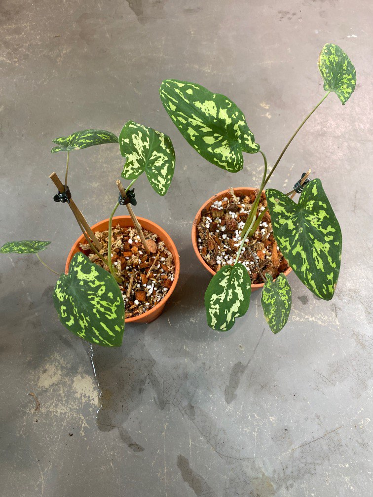 Caladium Hilo Beauty $10 each, Furniture & Home Living, Gardening ...