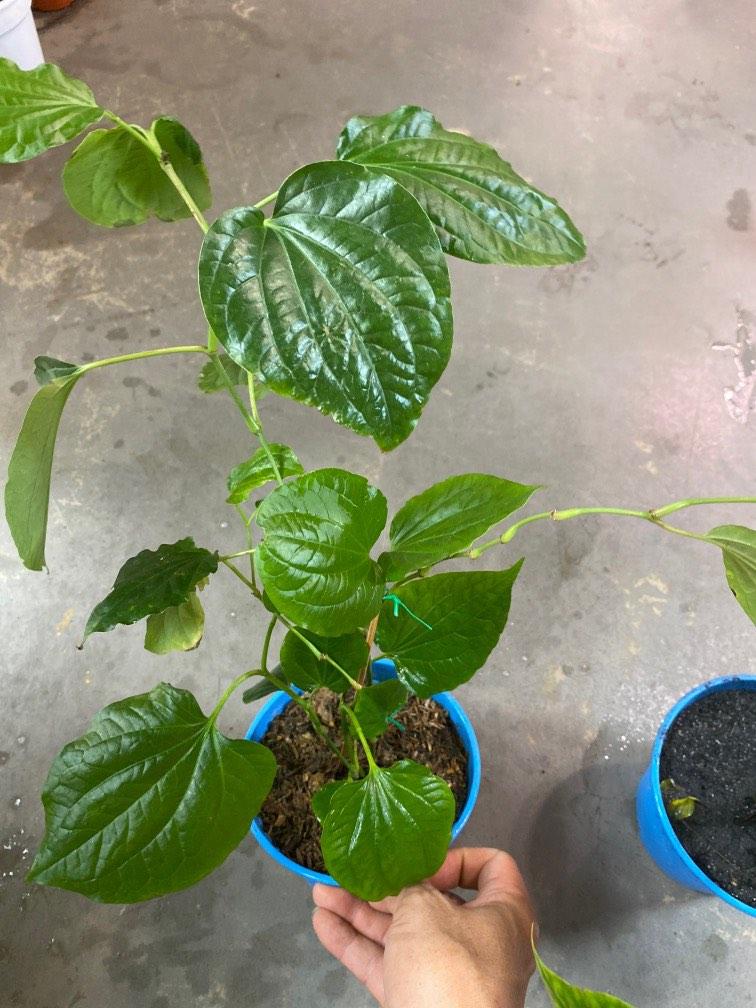 Daun Kadok/ Piper Sarmentosum. $6 each, Furniture & Home Living ...