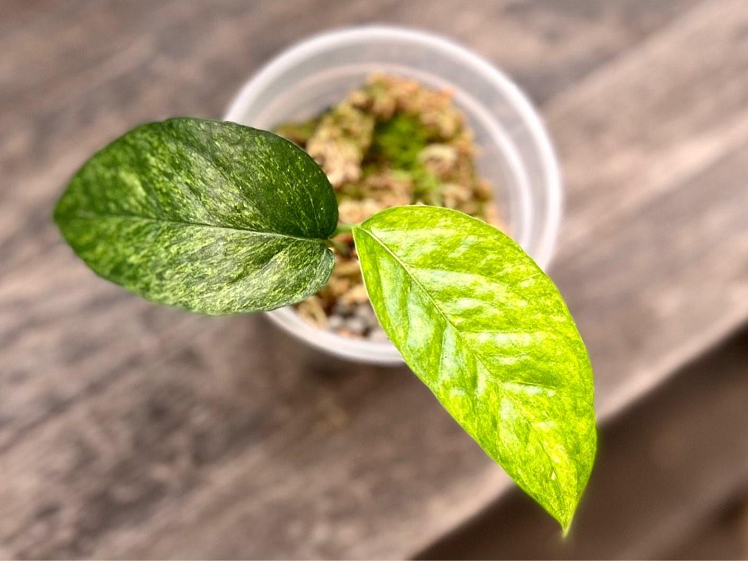 Epipremnum Cebu Blue Mint (rare plant), Furniture & Home Living ...