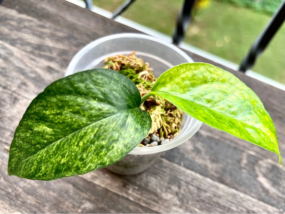Epipremnum Cebu Blue Mint (rare plant), Furniture & Home Living ...