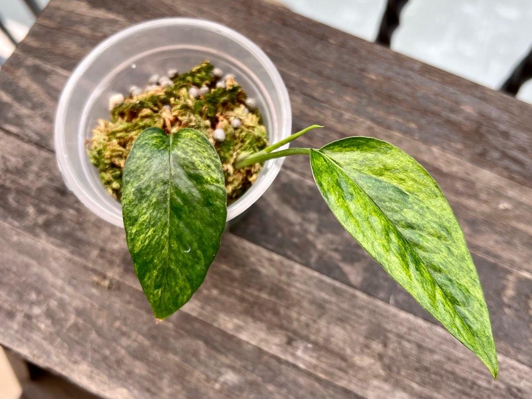 Epipremnum Cebu Blue Mint (rare plant), Furniture & Home Living ...