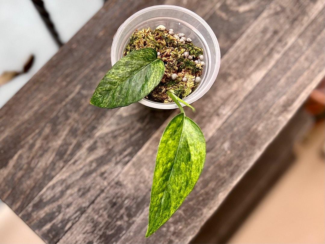 Epipremnum Cebu Blue Mint (rare plant), Furniture & Home Living ...