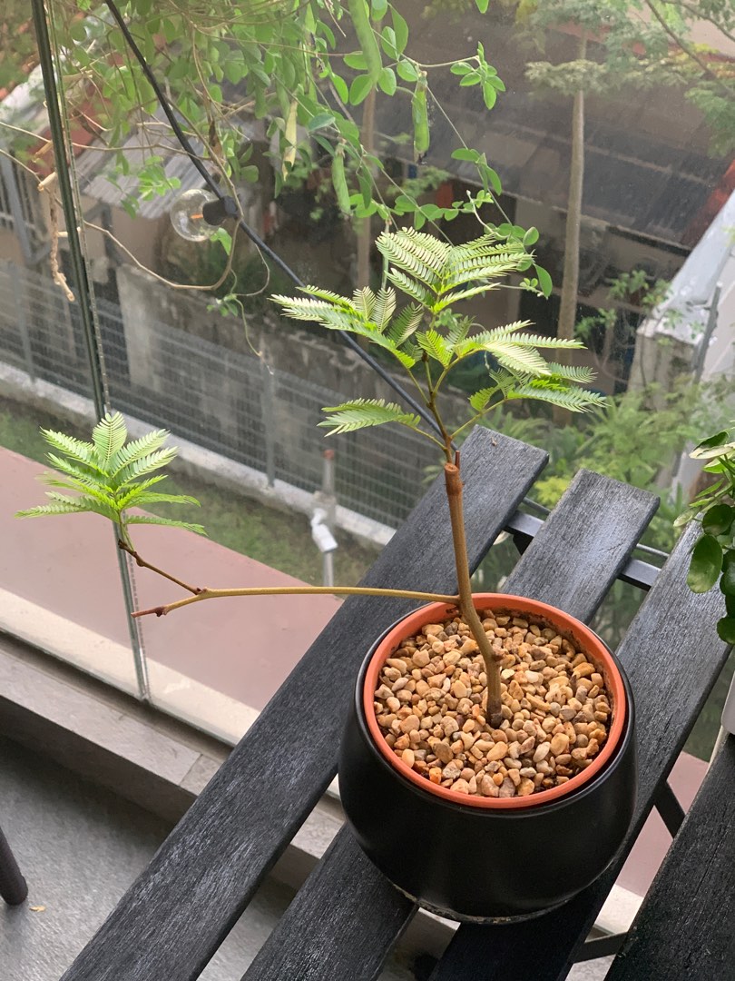 pithecellobium confertum (Everfresh Tree) -Japan breed 小豆樹, Furniture ...