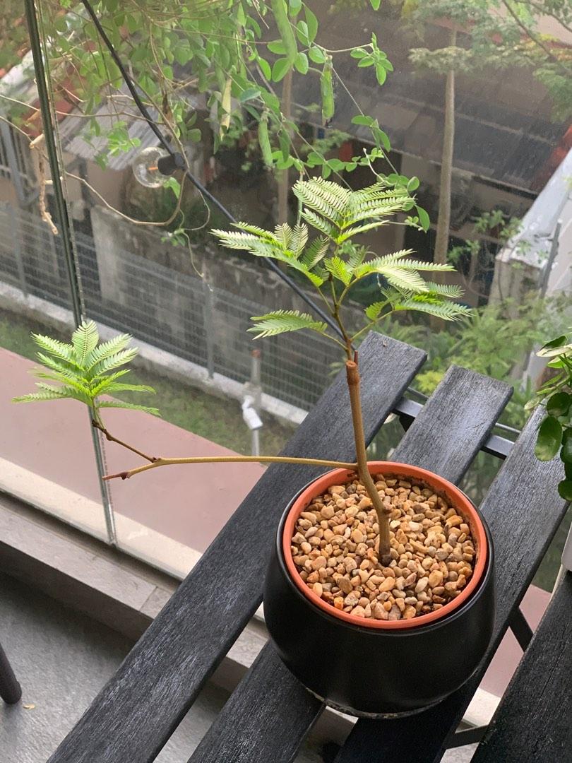 pithecellobium confertum (Everfresh Tree) -Japan breed 小豆樹, Furniture ...