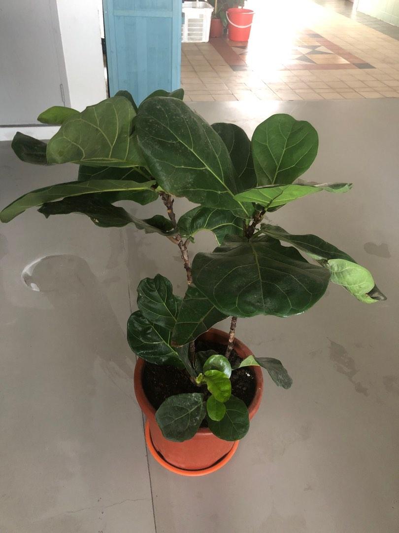 Fiddle- leaf Ficus aprox.height 1.2m . Free delivery., Furniture & Home ...
