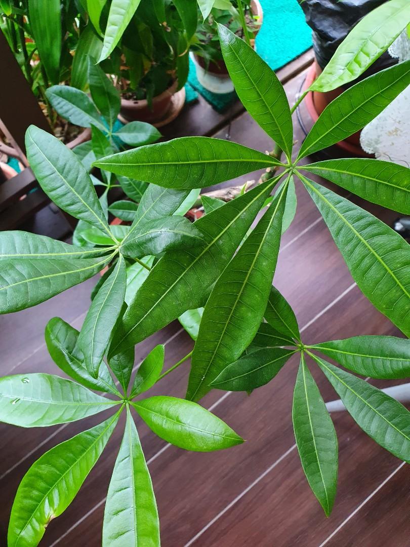 Fortune plant, Furniture & Home Living, Gardening, Plants & Seeds on ...