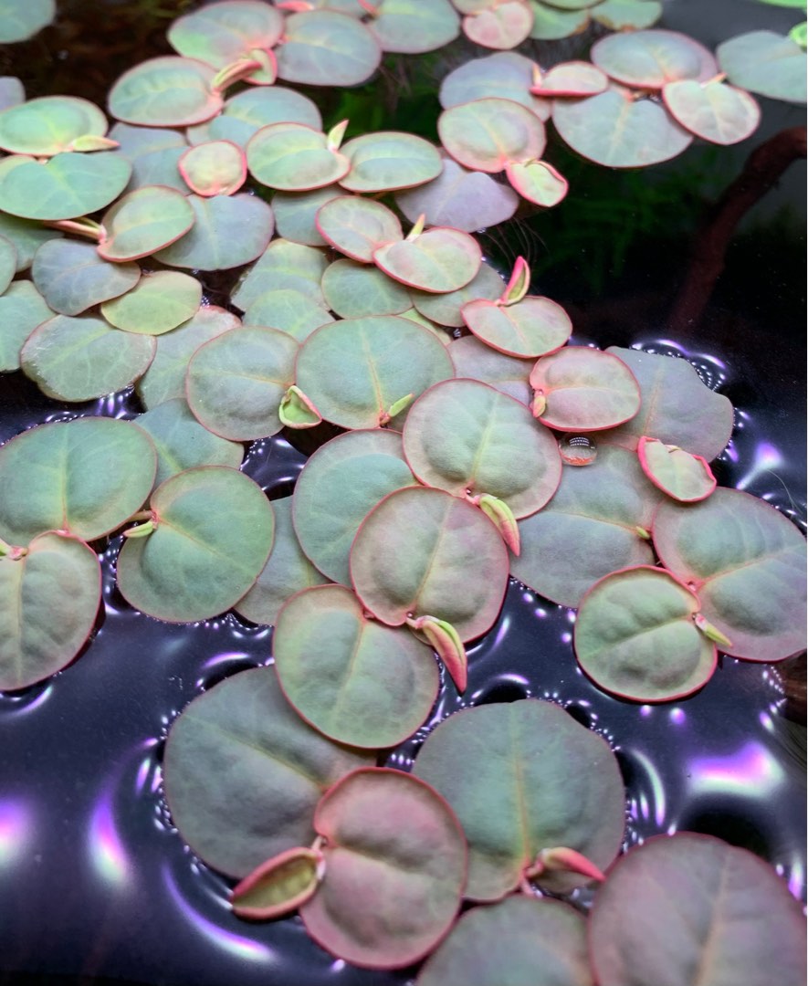 Red Root Floater, Furniture & Home Living, Gardening, Plants & Seeds on ...