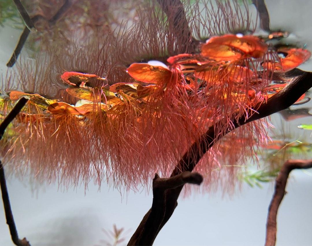 Red Root Floater, Furniture & Home Living, Gardening, Plants & Seeds on ...