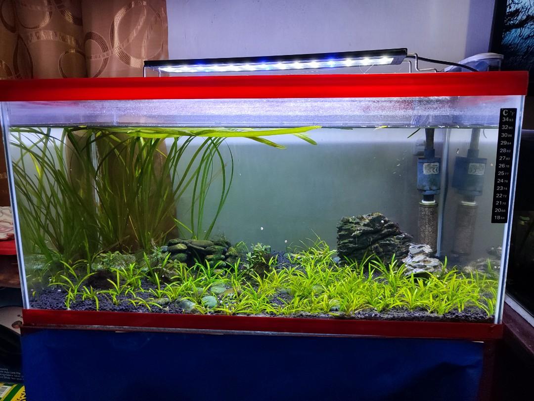Take all aquariums, Pet Supplies, Homes & Other Pet Accessories on ...
