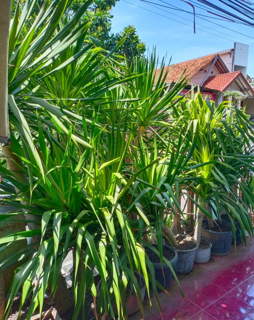 Bibit Tanaman Pohon Palem Bali Eksotik Cantik, Perkebunan di Carousell