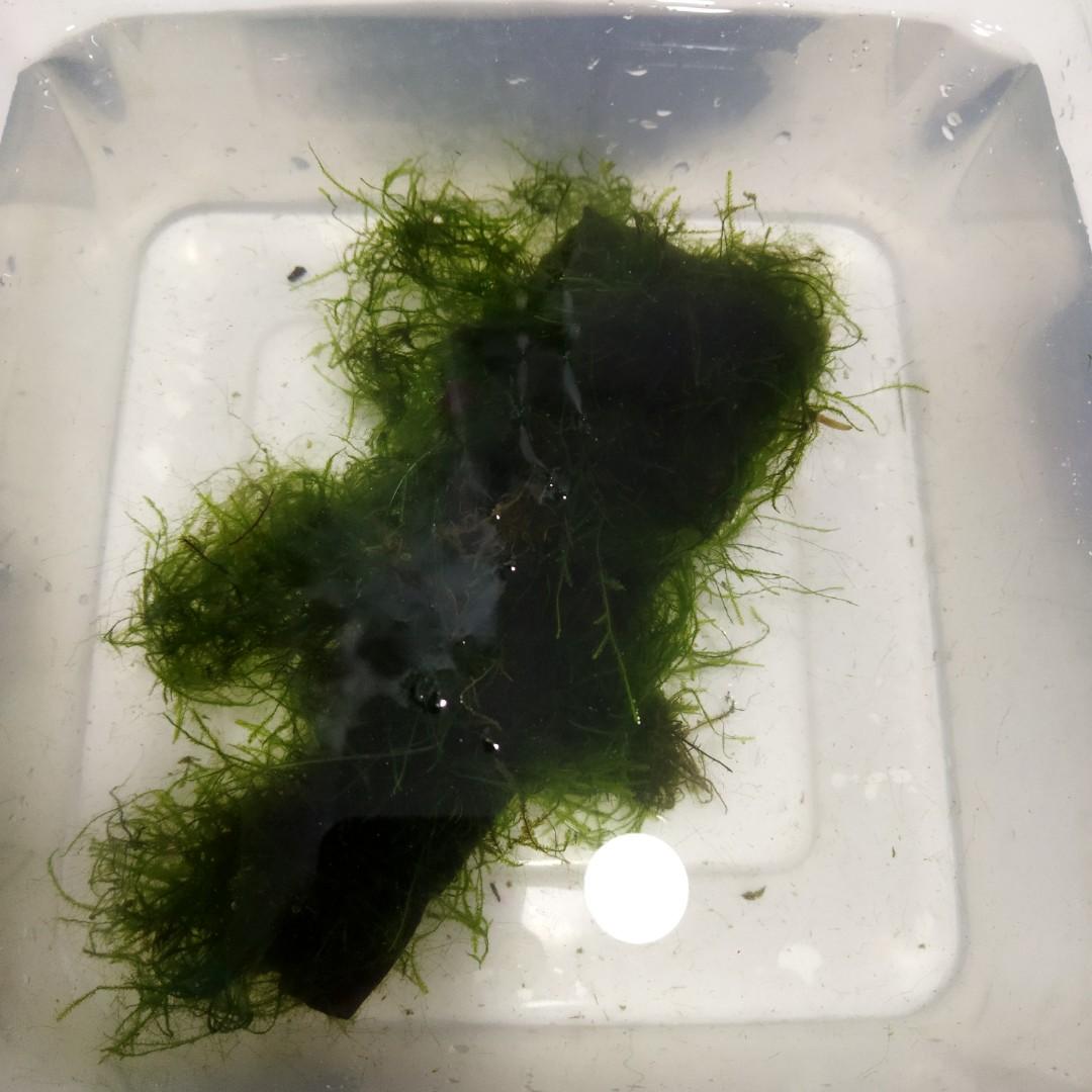 BIG SIZE ON WOOD Java Moss Vesicularia Dubyana (Aquarium/Aquascape ...