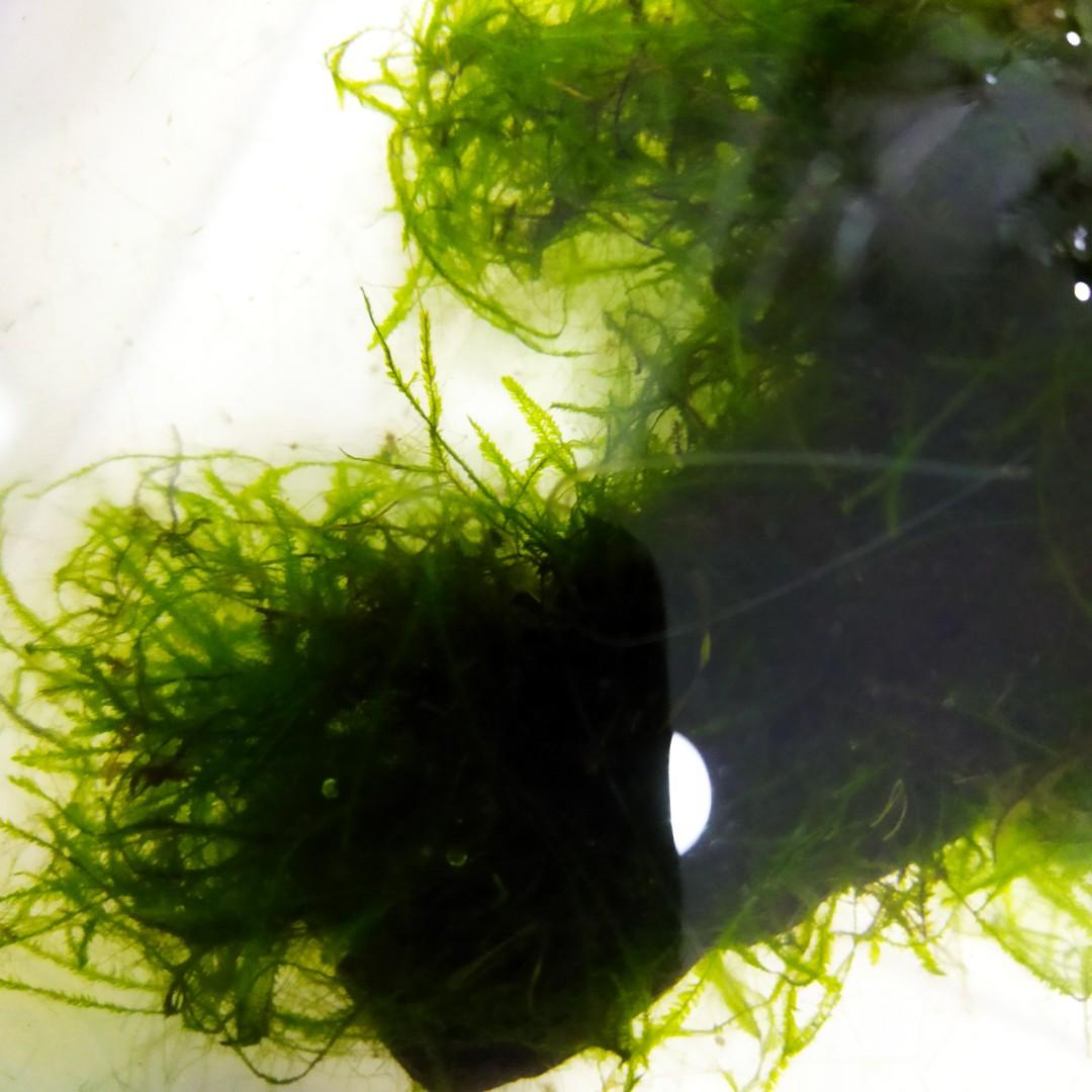BIG SIZE ON WOOD Java Moss Vesicularia Dubyana (Aquarium/Aquascape ...