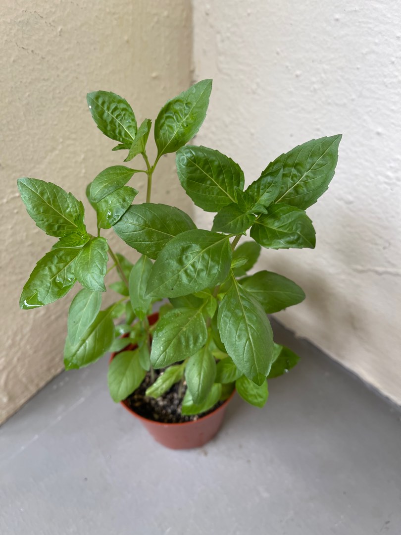 Edible herb: Sweet / Italian basil plants, Furniture & Home Living ...