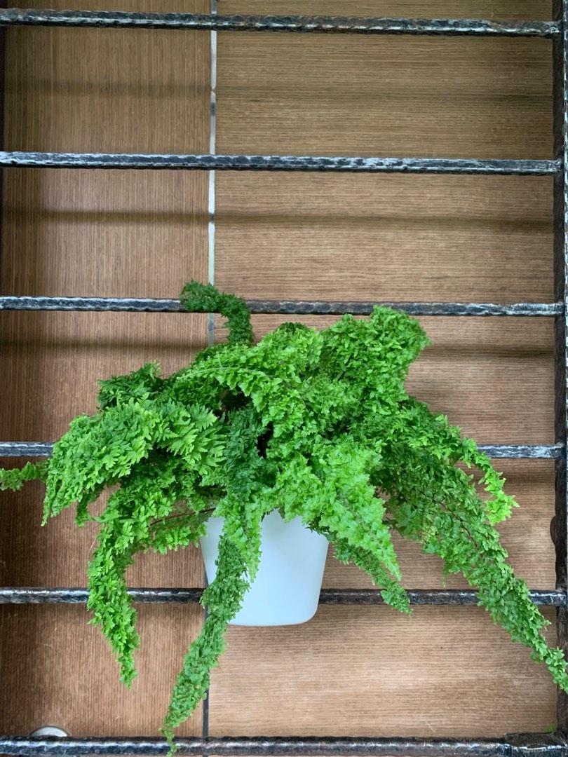 Fern - nephrolepis fluffy ruffles, Furniture & Home Living, Gardening ...