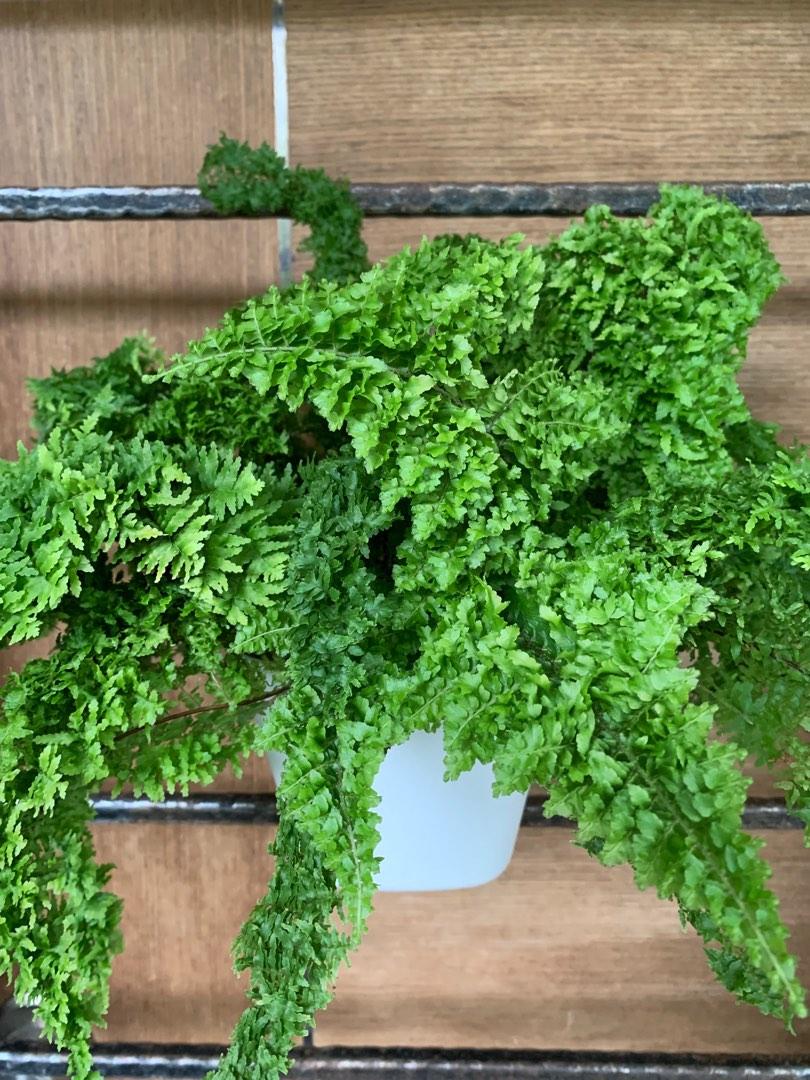 Fern - nephrolepis fluffy ruffles, Furniture & Home Living, Gardening ...