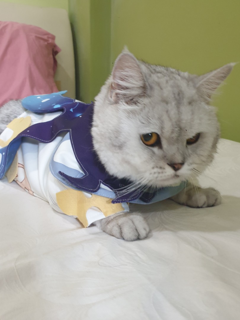 GENSHIN COSPLAY PAIMON CAT, Everything Else on Carousell