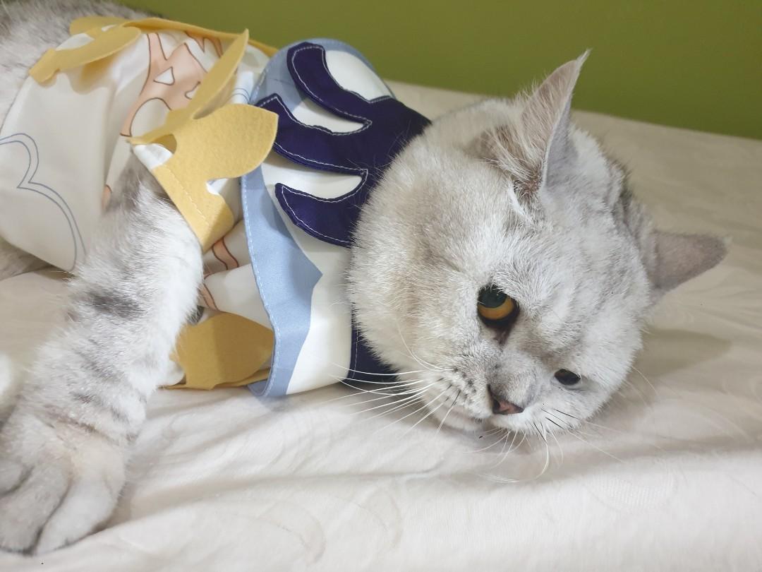 GENSHIN COSPLAY PAIMON CAT, Everything Else on Carousell