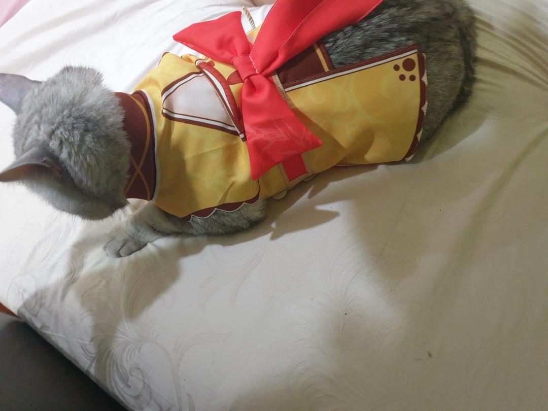 GENSHIN COSPLAY XIANG LING CAT, Pet Supplies, Homes & Other Pet ...