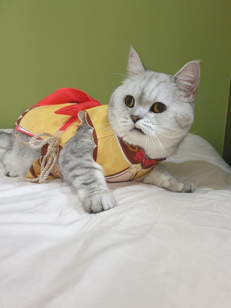 GENSHIN COSPLAY XIANG LING CAT, Pet Supplies, Homes & Other Pet ...