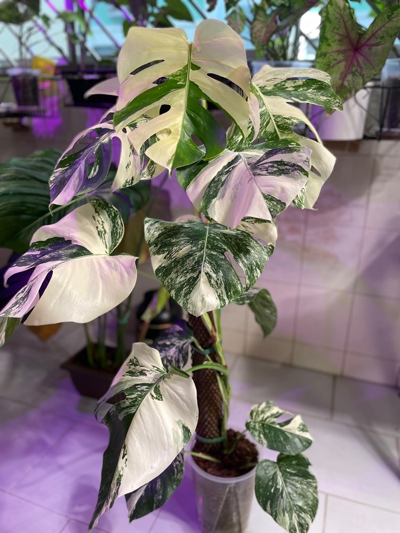 Monstera Albo Variegated, Furniture & Home Living, Gardening, Plants ...