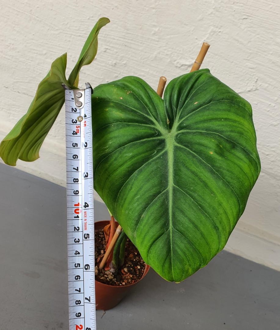Philodendron mcdowell, Furniture & Home Living, Gardening, Plants ...