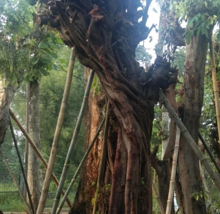 Pohon budha tri / pohon bodhi big size, Perkebunan di Carousell